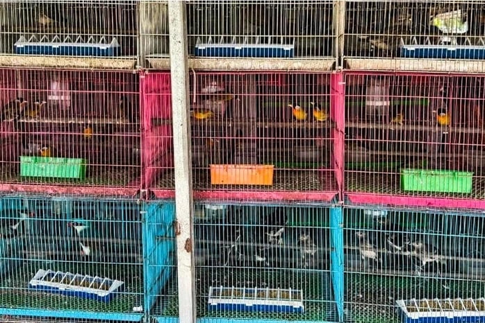 Tạm giữ 33 con rồng Nam Mỹ, 295 con chim chào mào, chích chòe ở tỉnh ...