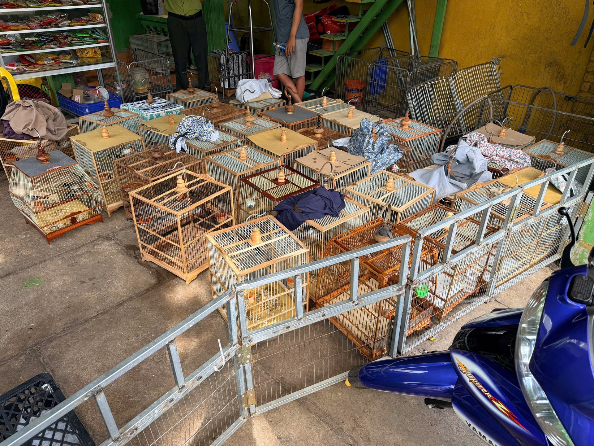 Tạm giữ 35 con chim chào mào nuôi nhốt không có giấy tờ ở phường Bà Rịa ...