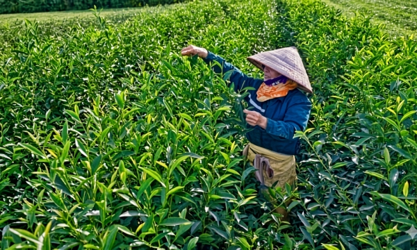 Tạo sinh kế, nâng cao thu nhập vùng nông thôn, miền núi