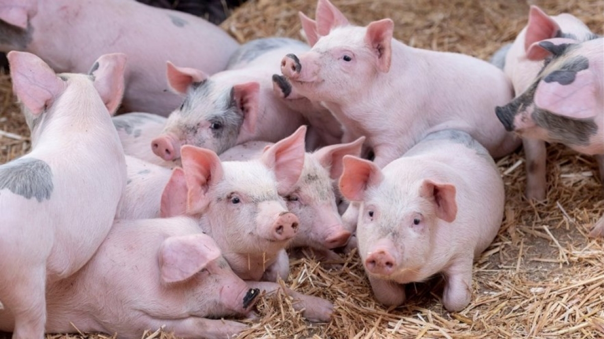 Precios de la carne de cerdo hoy, 22 de junio: Estables en las tres ...