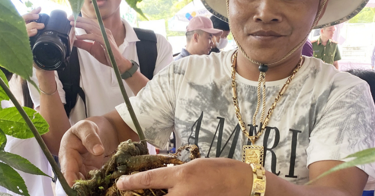 Da Nang se prépare pour le Festival international du ginseng et des ...