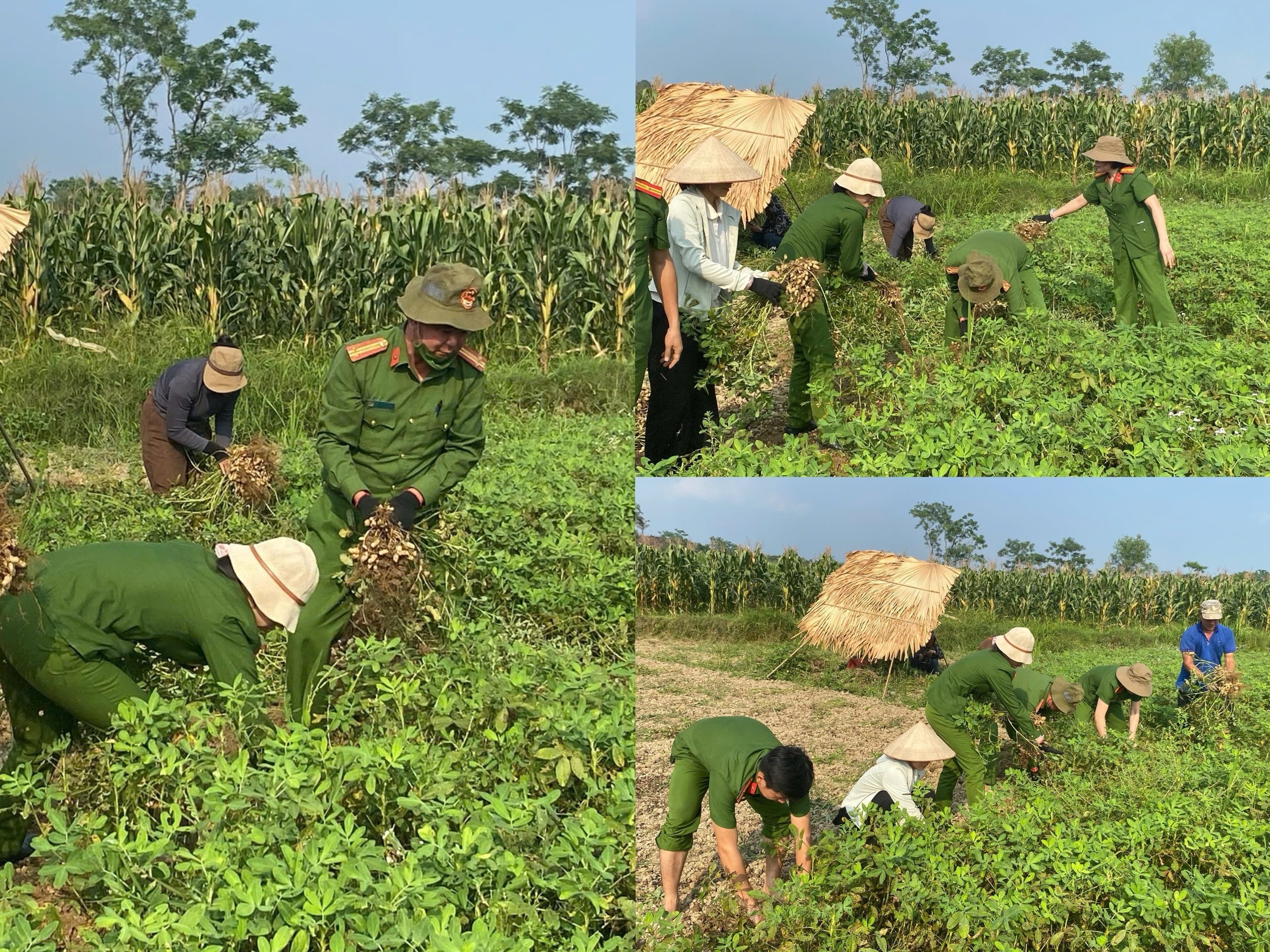 Tuyên Quang: Lực lượng Công an cơ sở giúp dân thu hoạch nông sản, chủ ...