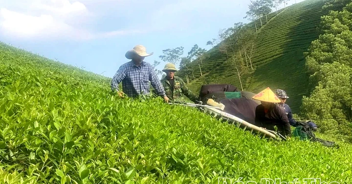 Thâm canh chè theo hướng an toàn sinh học