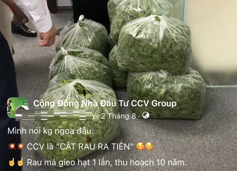 Vụ CCV Group: Từng giới thiệu 'cắt rau ra tiền' lừa hàng trăm người