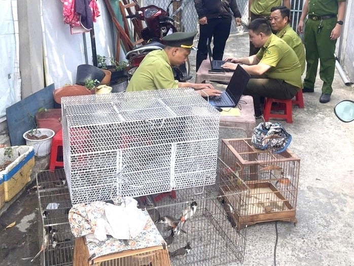 Tạm giữ 2 con chim cu đất, 25 chim chào mào, 1 chim chích chòe ở phường ...