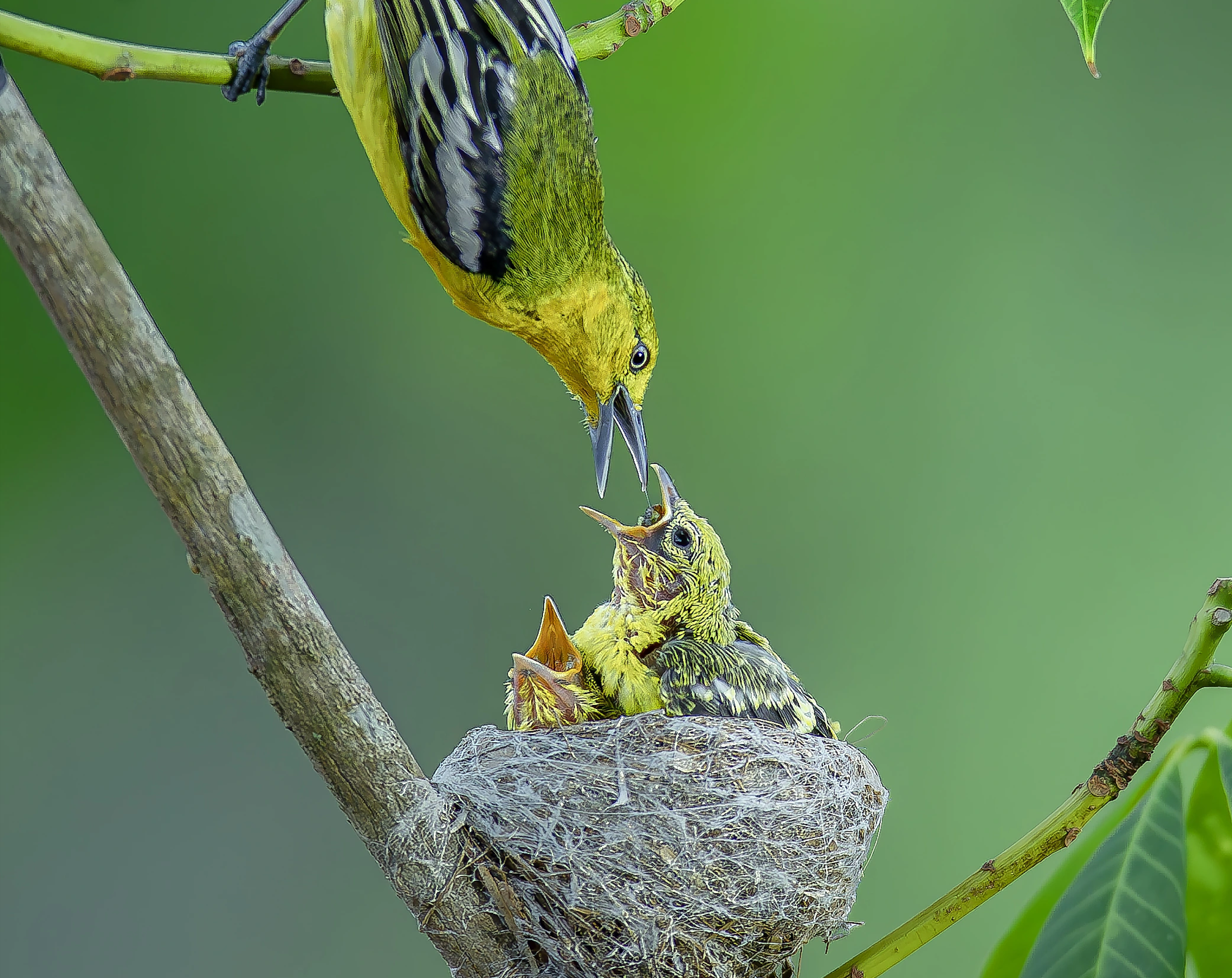 'Đột nhập' chiếc tổ tròn xoe của chim huýt cô: Con non há miệng chờ mồi