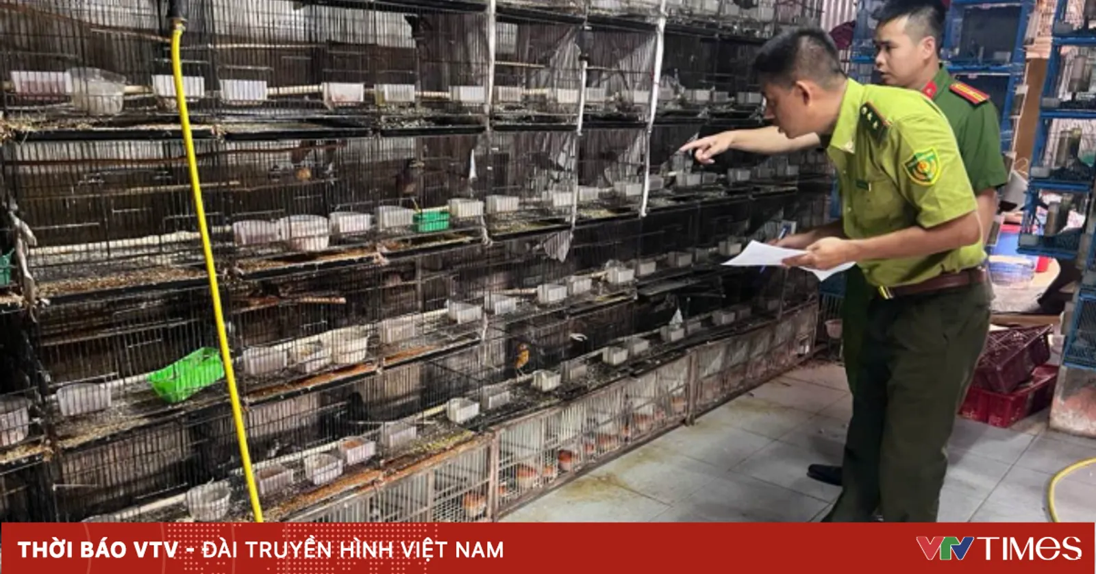 Phát hiện cơ sở nuôi nhốt trái phép hàng trăm cá thể chim hoang dã ở Hà Nội