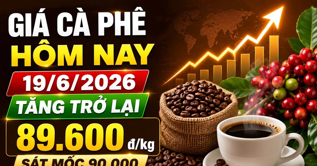 Giá cà phê hôm nay 19/6: Trong nước tăng, Arabica New York phân hóa