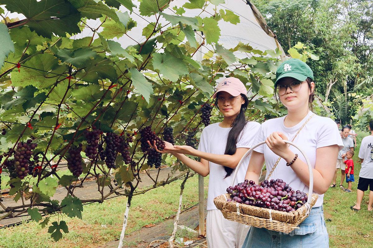 Hiệu quả từ mô hình trồng nho Hạ Đen kết hợp du lịch trải nghiệm