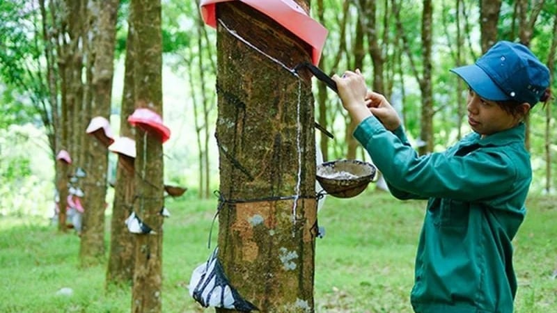Rubber prices today, June 22, 2026: Fluctuating in opposite directions.
