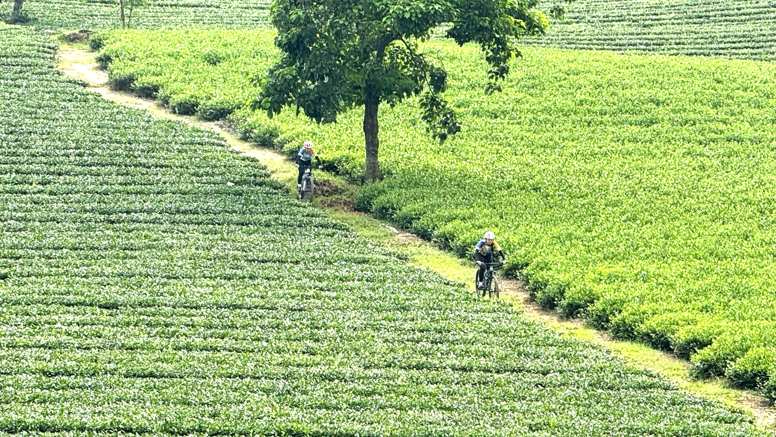 Lao Cai: Ready for the 2026 National Road and Mountain Bike Club ...