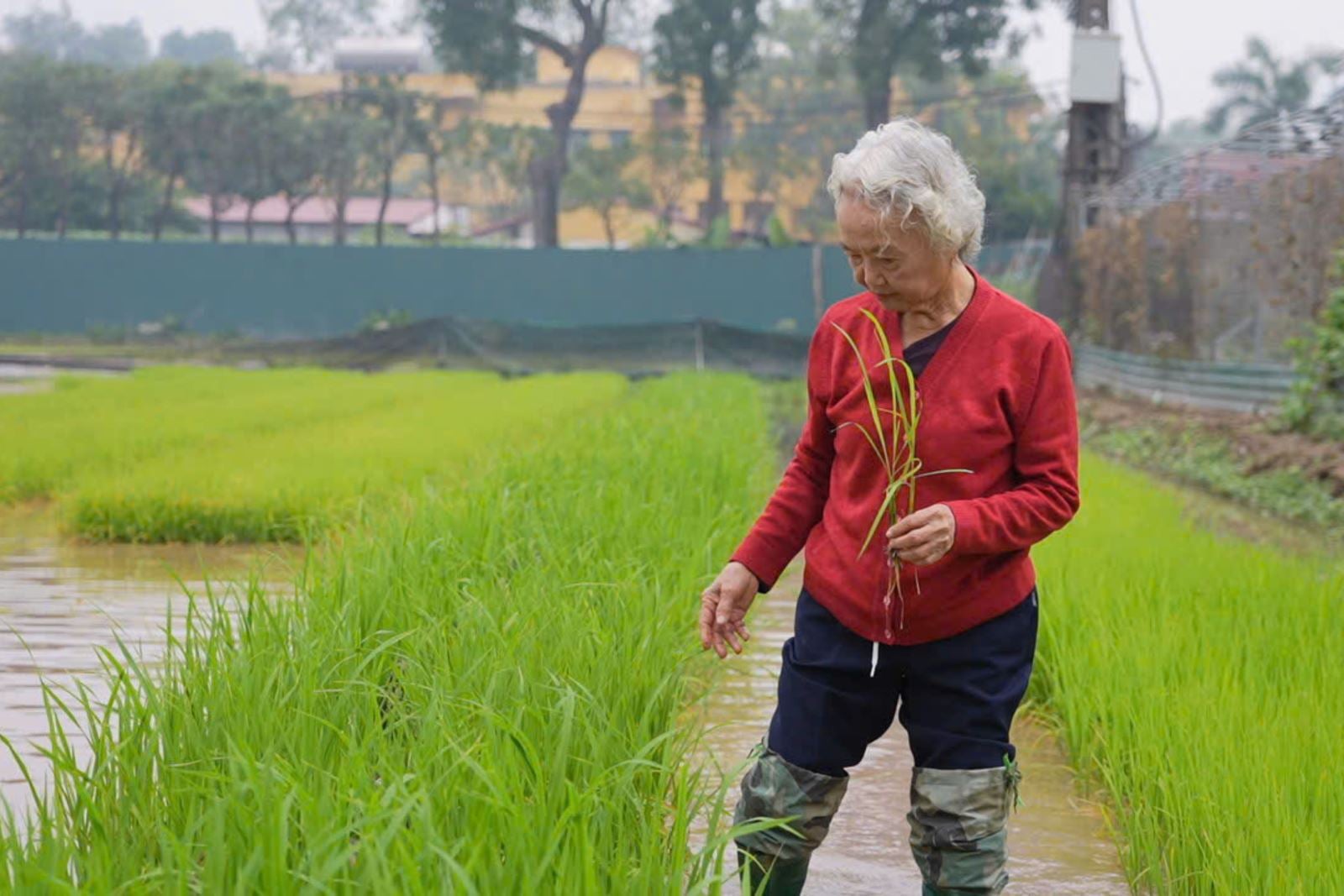 Arbeidsheldin Nguyen Thi Tram: De vrouw die de gouden oogst weefde