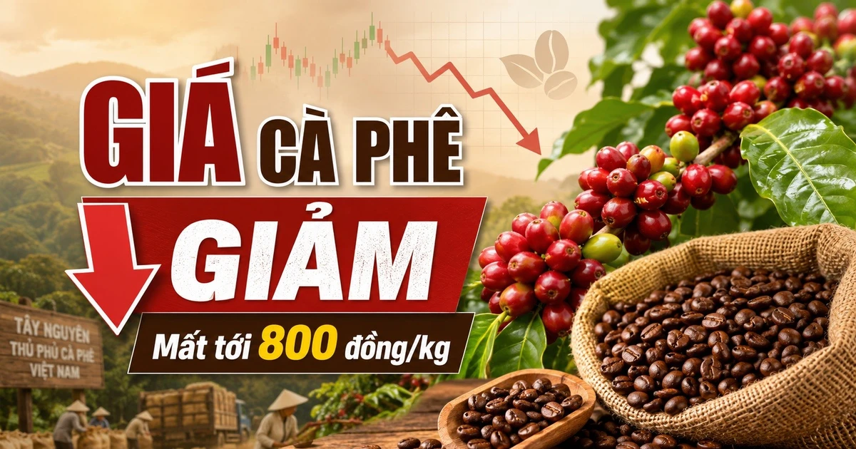 Giá cà phê hôm nay 24/6: Trong nước giảm mạnh, Arabica bật tăng