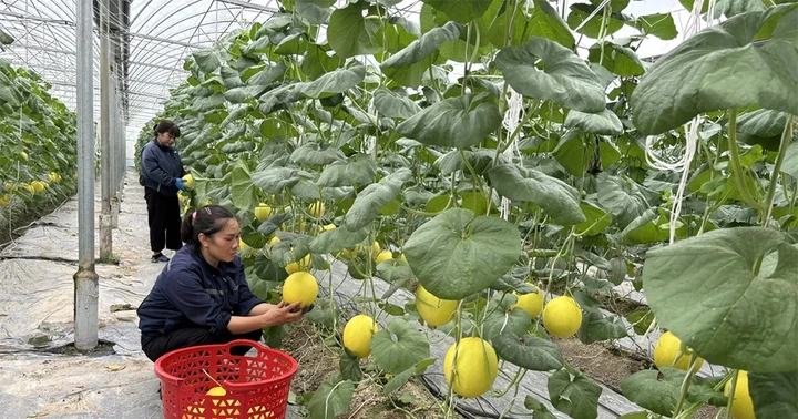 Tam Duong Agricultural Cooperative affirms the value of agricultural ...