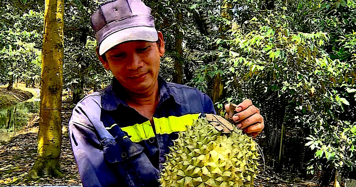 Dong Thap province is accelerating the issuance of planting area codes ...