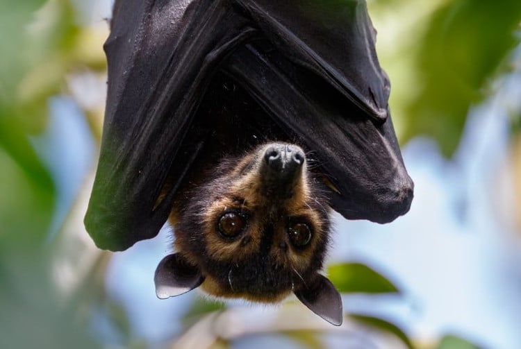 Chauve-souris fer à cheval à lunettes : une espèce de chauve-souris ...