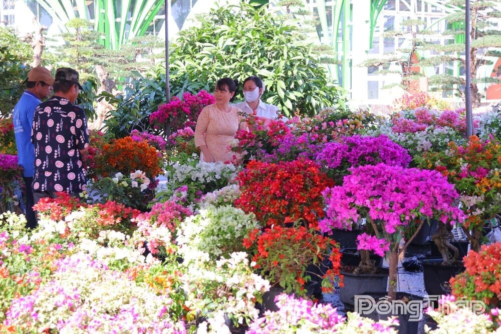 The bustling Sa Dec Flower and Ornamental Plant Market – A place ...