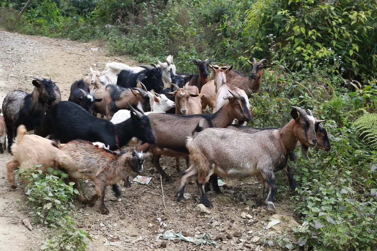 Goat farming: A suitable path for people in mountainous regions.