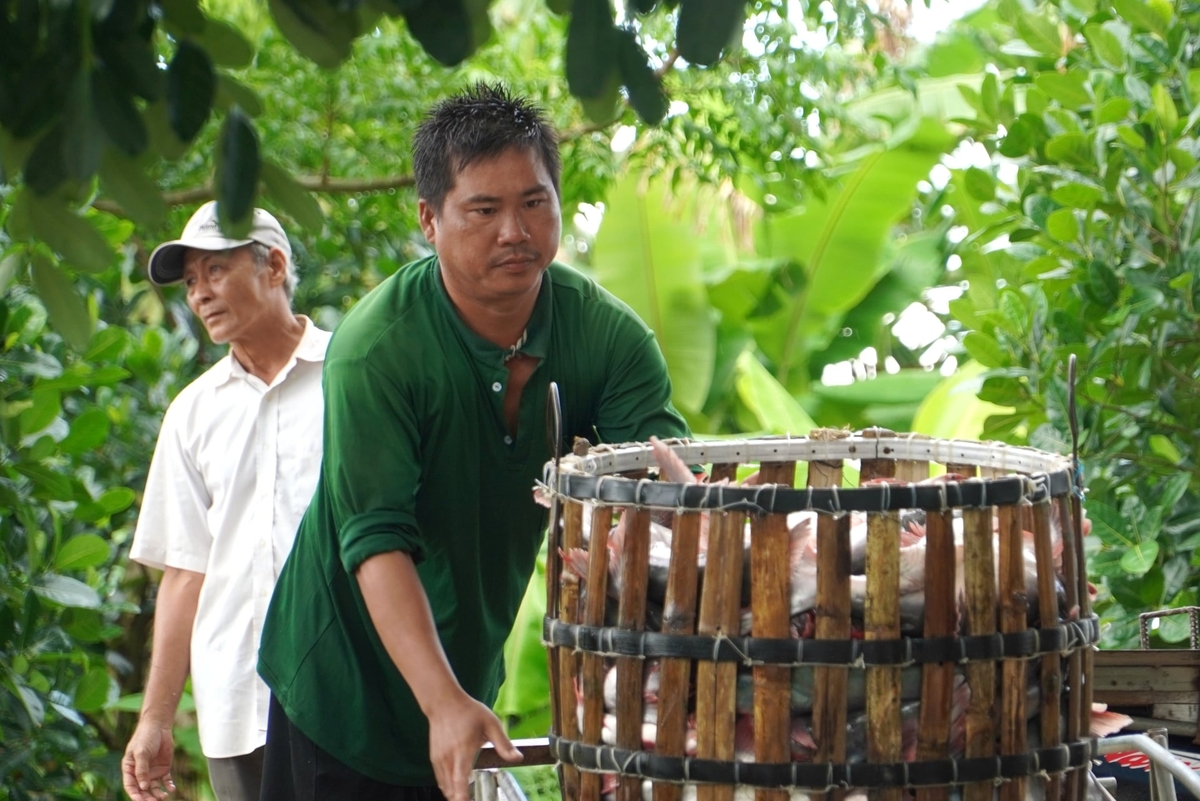 Pangasius farming needs a specific mechanism for sustainable development.