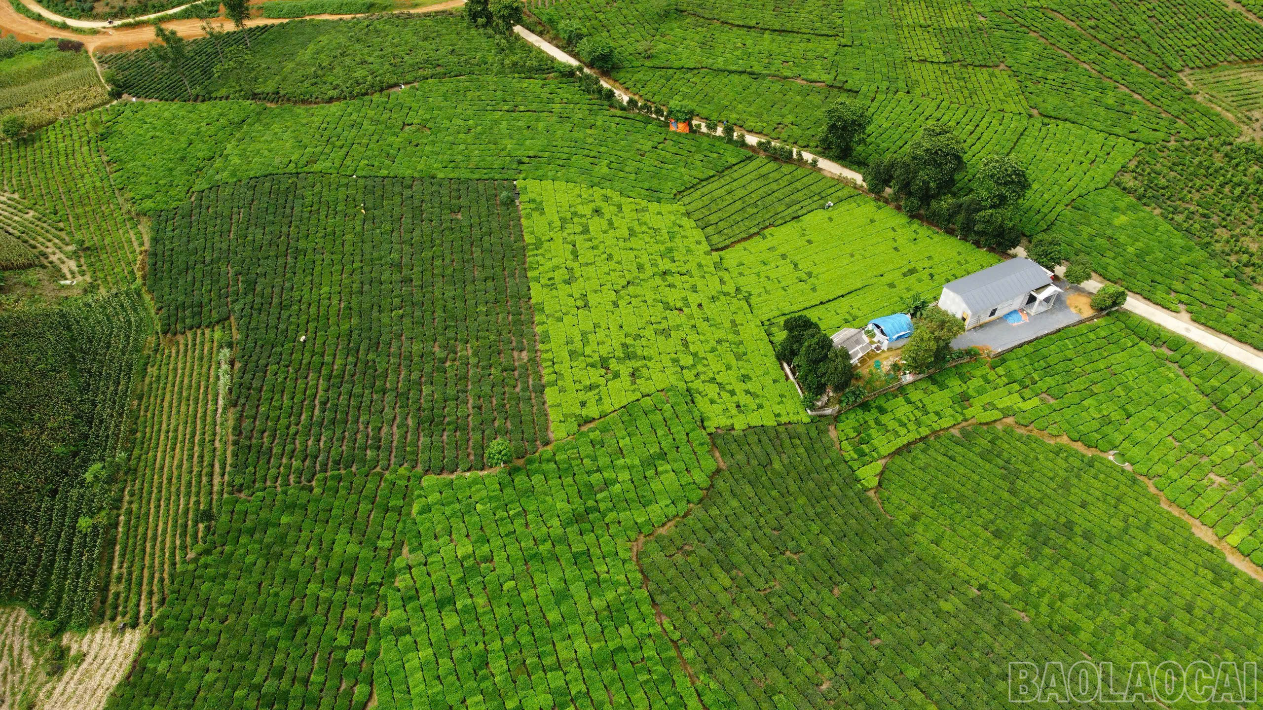 Agribank Lao Cai II branch intensifies efforts to promote and ...
