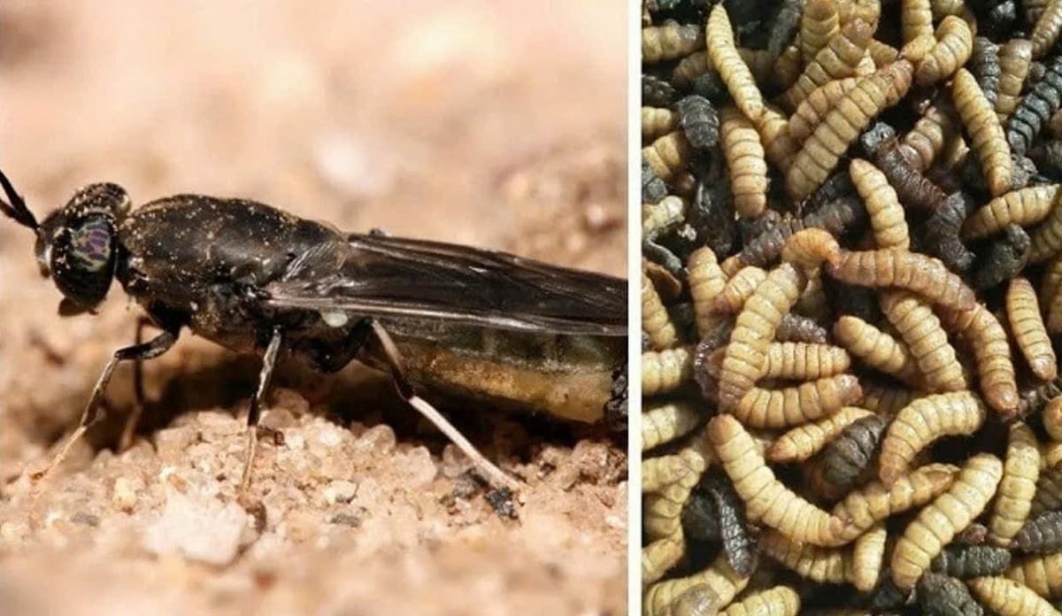 Der Trend, schwarze Soldatenfliegen als Futtermittel für die Aquakultur ...