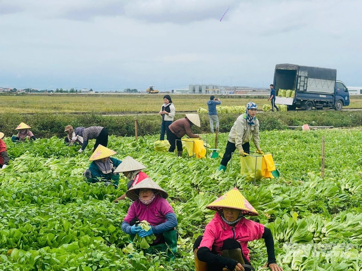 Safe vegetable production linked with tourism.