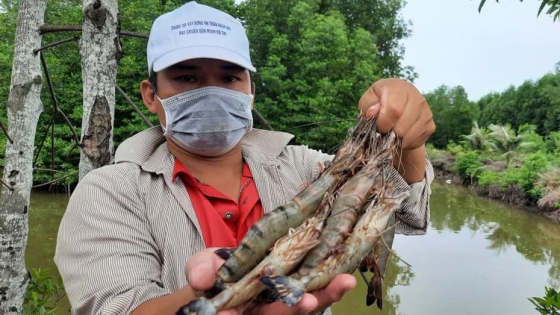 Ca Mau sets 'green standards' for brackish water shrimp farming areas.